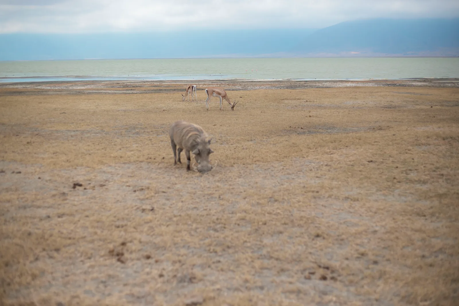 7-Day Migration Gnu Safari - Kenya & Tanzania Tour Itinerary & Price ...