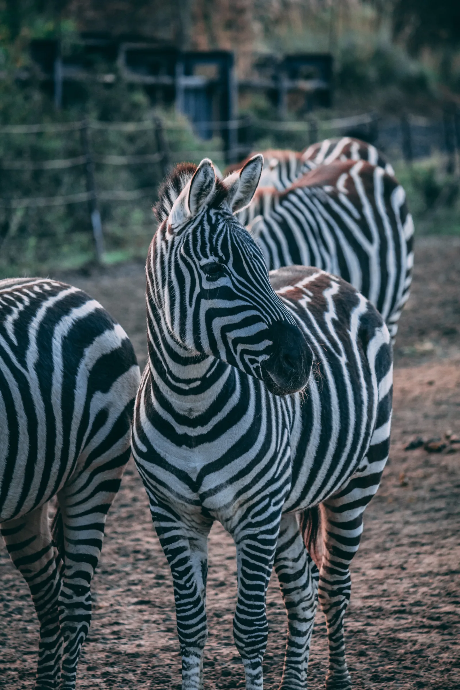 5-Day Gambella National Park Safari Tour Itinerary & Price | Kitano Tours