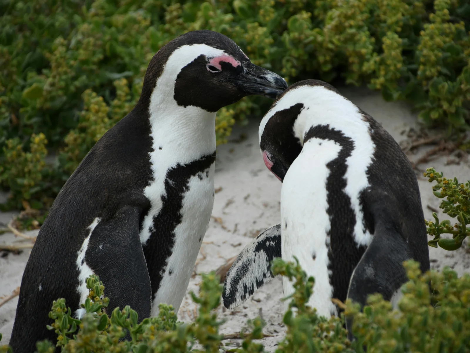 8-Days Cape Town, Winelands & Hermanus Itinerary & Price | Kitano Tours